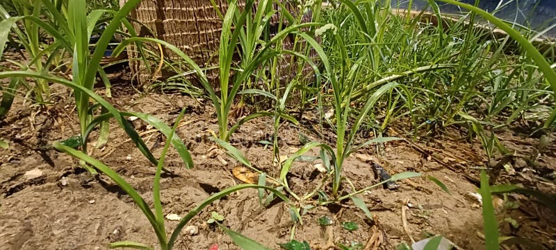 Grass in ground green. stock photo. Image of garden - 257080764