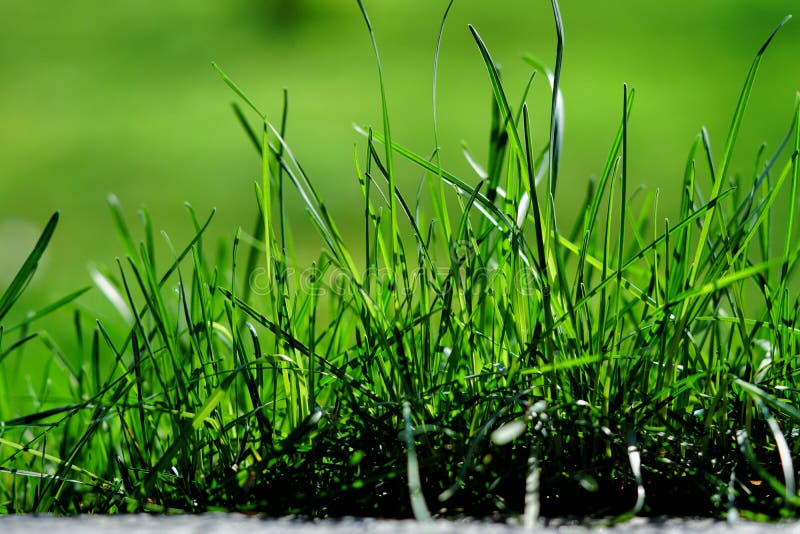 Grass at ground level stock image. Image of prairie - 255572047
