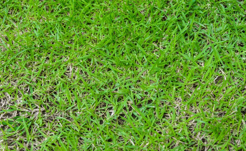 Grass ground pattern stock photo. Image of background - 43506064