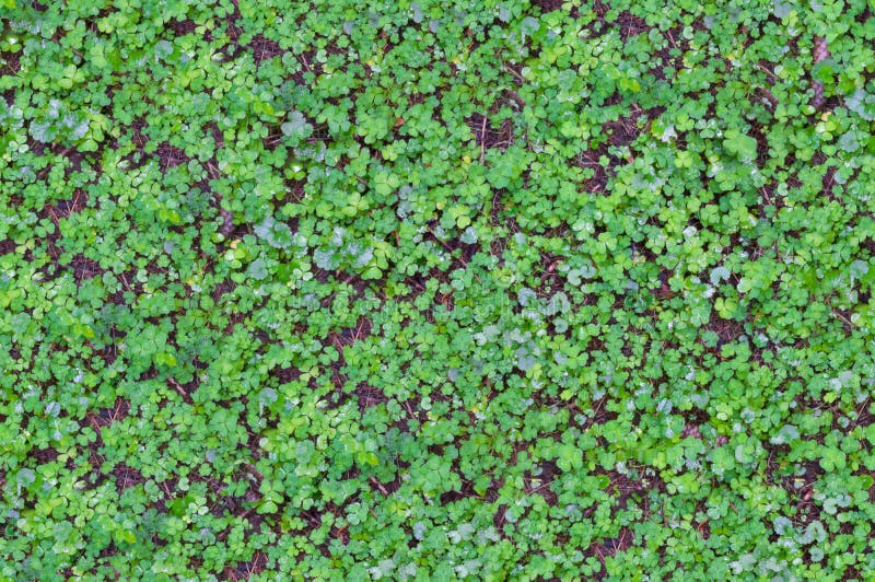 Grass and Ground Plants Texture Stock Photo - Image of abstract ...