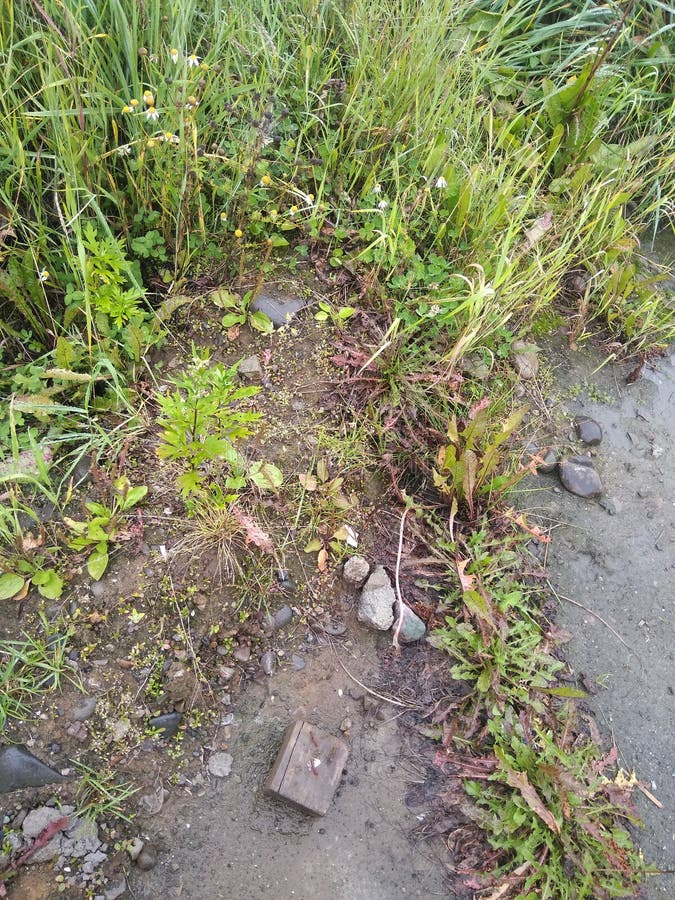 Grass Ground Stone Wood Block Rock Water Stock Image - Image of wood ...