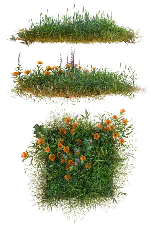 Grass Group Wit Flower PNG Transparent Stock Illustration ...