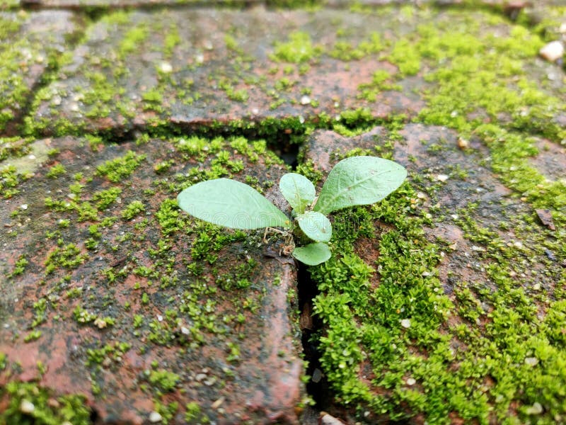 Grass Growing between the Bricks Paved the Walkway. Stock Photo - Image ...