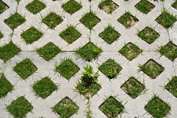 Checkerboard Rose Stock Photos - Free & Royalty-Free Stock Photos from ...