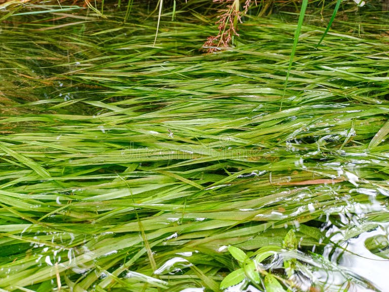 Grass Growing in Clear River Water Stock Photo - Image of environment ...