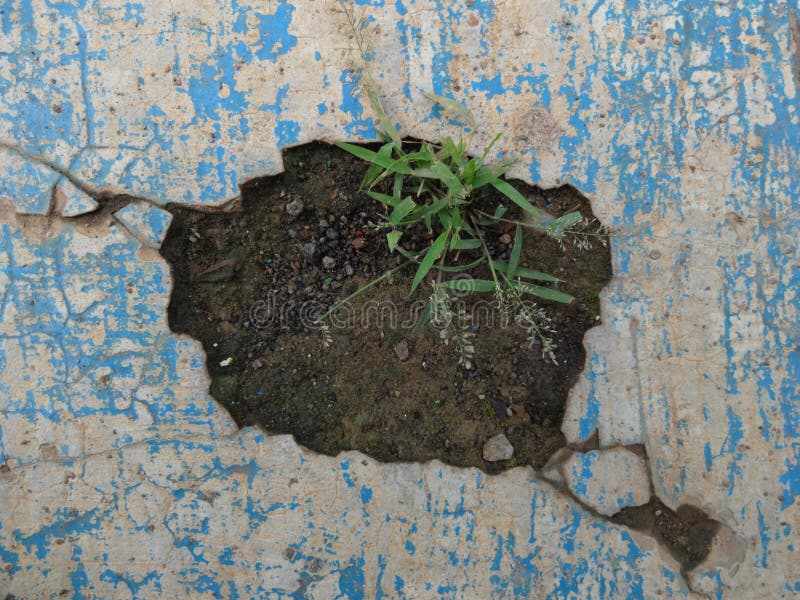 Grass Growing through Cracked Surface on Weathered Blue and White ...