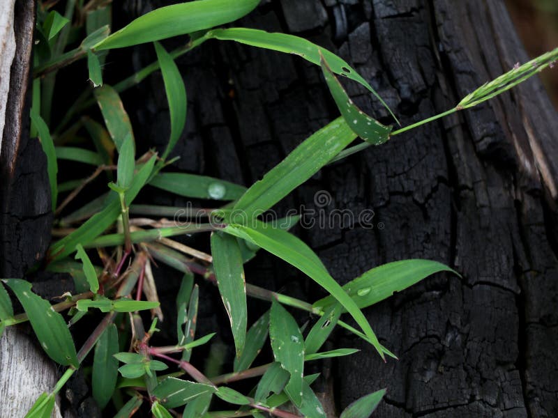 Grass Growing in a Decomposed Old Tree Root Stock Photo - Image of ...