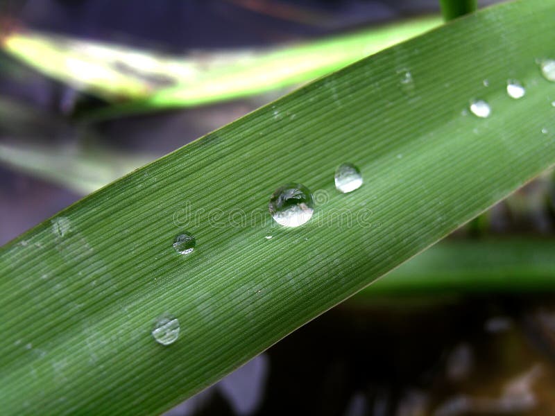 Grass Growing with Drops of Fresh Water Stock Image - Image of grass ...