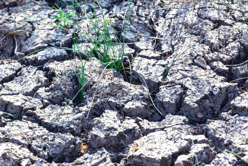 Grass Growing in the Drought Soil Stock Photo - Image of drought, arid ...