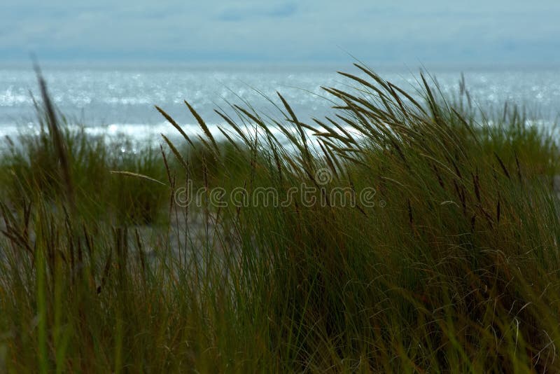 Grass Growing on the Dunes of the Ocean Beach Stock Photo - Image of ...