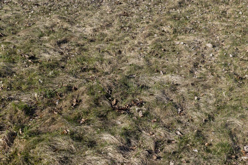 Grass Growing in Early Spring in Windy Weather Stock Image - Image of ...