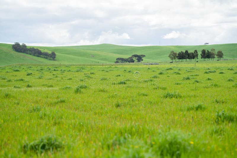 Grass Growing on a Farm in Australia Stock Photo - Image of farm ...