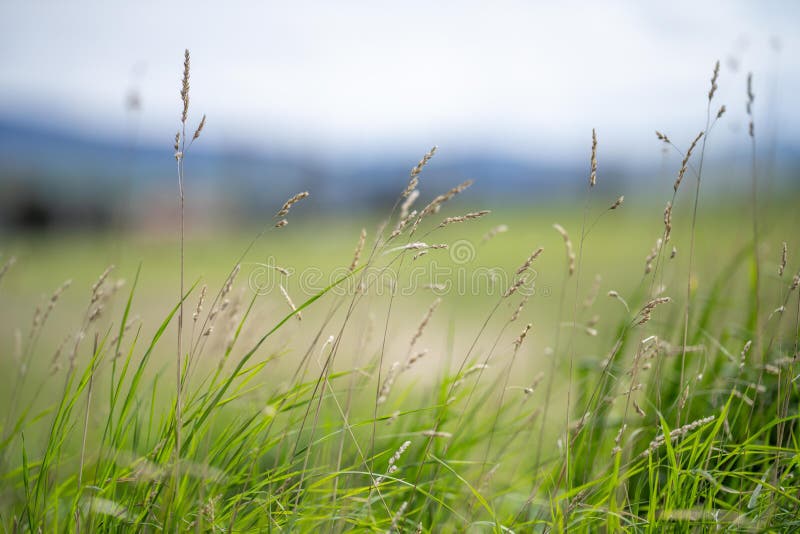 Grass Growing in a Field on a Cattle Ranch Stock Photo - Image of green ...