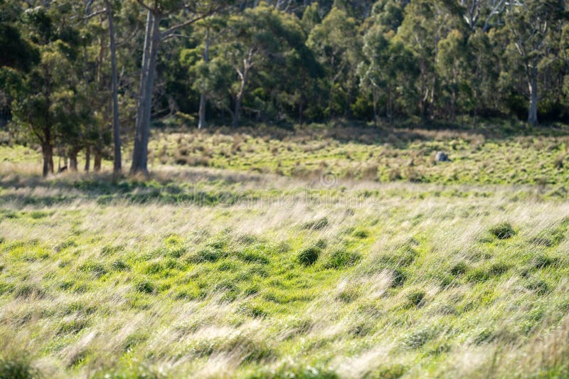 Grass Growing on a Field on a Farm. Pasture Crop for Livestock Feed ...