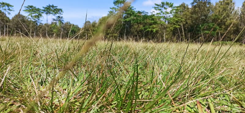 Grass growing in the field stock image. Image of tree - 202049537
