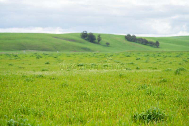 Grass Growing in a Field. Long Pasture Growing on a Farm in Spring ...