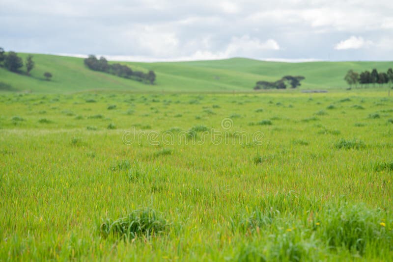 Grass Growing in a Field. Long Pasture Growing on a Farm in Spring ...