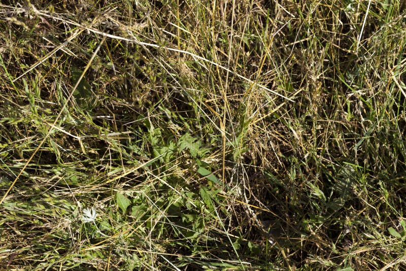 Grass growing in the field stock photo. Image of autumn - 235163050