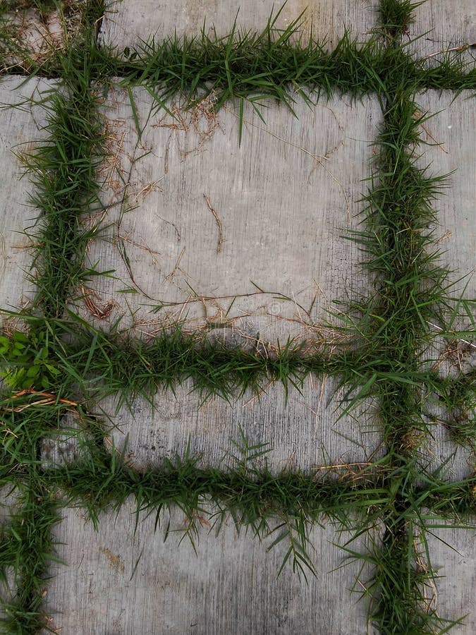 Grass Growing between the Gaps in Concrete Tiles or Paving Blocks ...