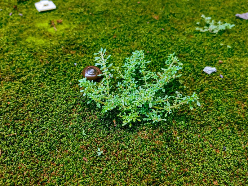 Grass Growing on Green Moss Stock Photo - Image of growth, landscape ...