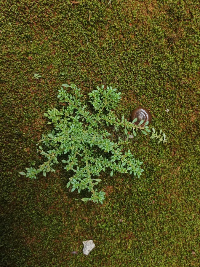 Grass Growing on Green Moss Stock Photo - Image of moss, green: 272450746