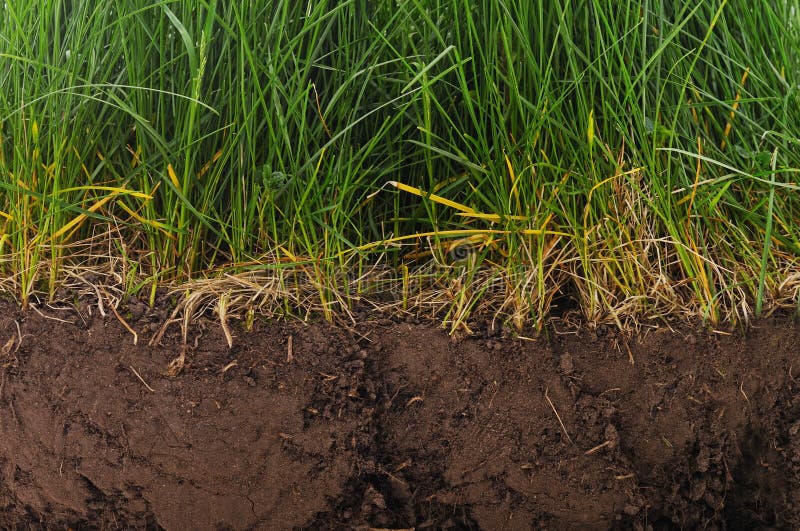 Grass Growing from a Layer of Earth Stock Image - Image of earth ...