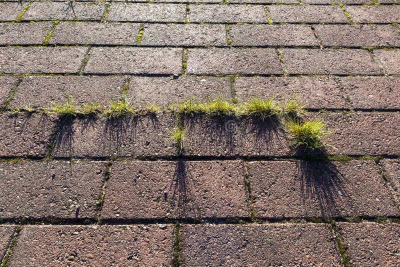 Grass Growing between Pavement Tiles Stock Photo - Image of pattern ...