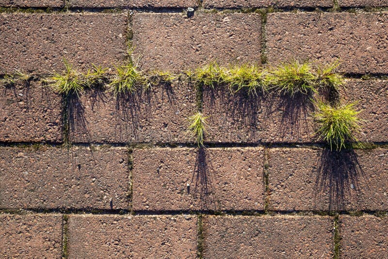 Grass Growing between Pavement Tiles Stock Photo - Image of composition ...