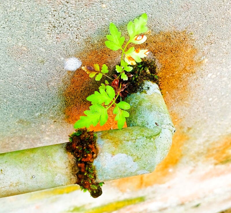 Grass Growing on the Pipe Connection Stock Image - Image of pipe ...