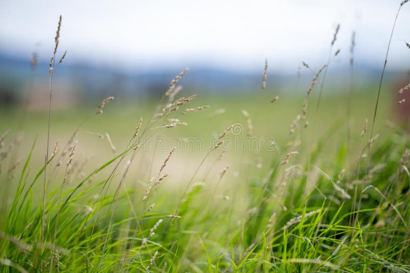 Pasture and Grasses on a Regenerative Farm. Native Plants Storaging ...
