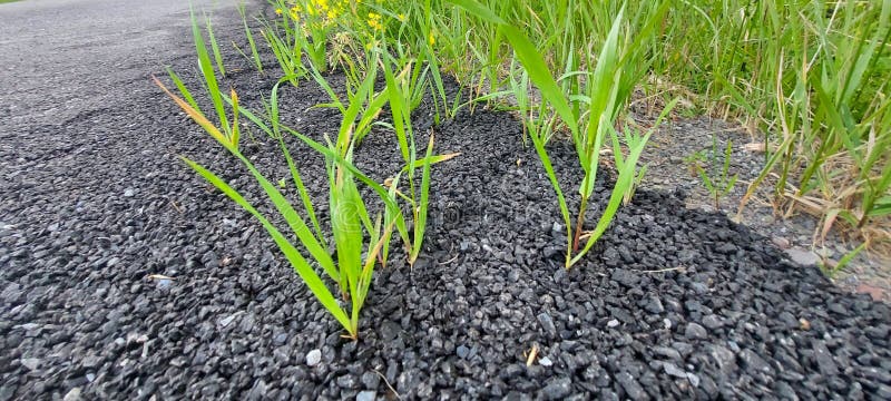 Grass Growing through Road Asphalt Stock Photo - Image of asph, growing ...