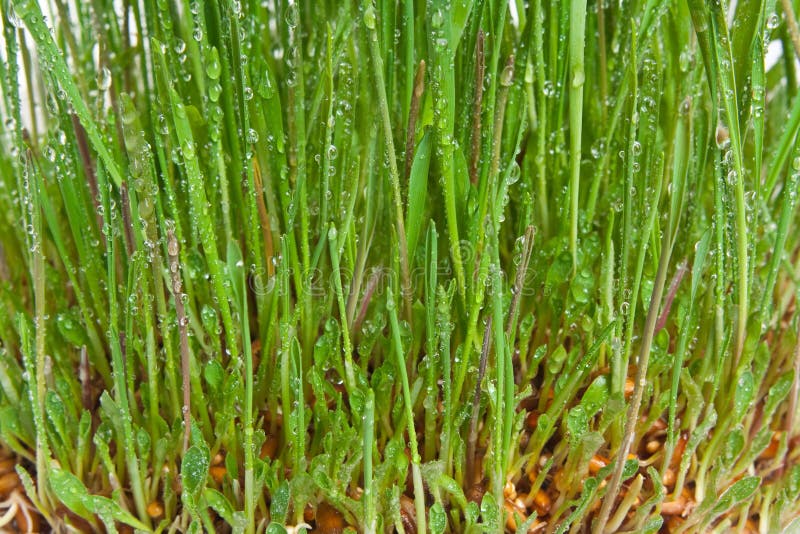 Grass Sprouts Macro Image, Bright Green Stock Photo - Image of ...