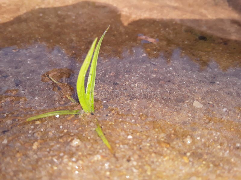 Grass Growing in Sand Along the Draindlong Stock Photo - Image of grass ...