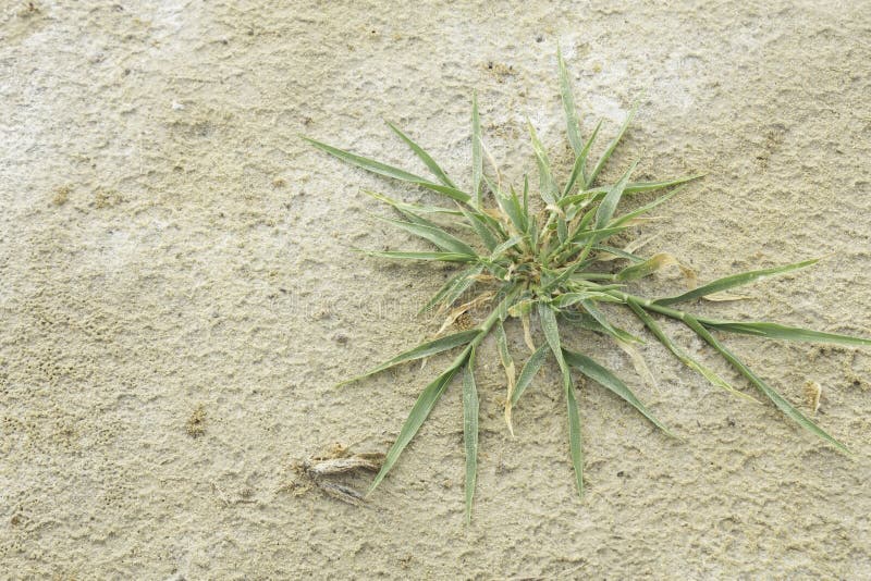 Small grass stock photo. Image of green, dirt, crack - 226969948