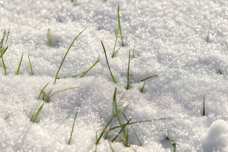 Snowdrop stock photo. Image of blossom, season, botanic - 48447300