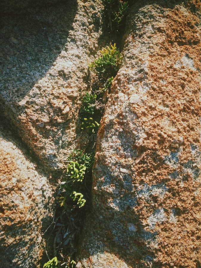 Italian grass stock image. Image of sunset, grass, stones - 100337429