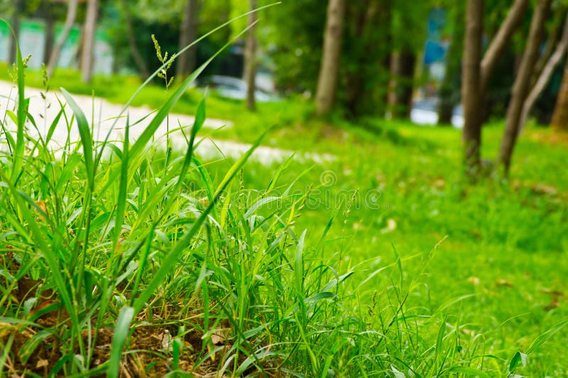 Grass stock photo. Image of growing, growth, plant, summer - 34383126