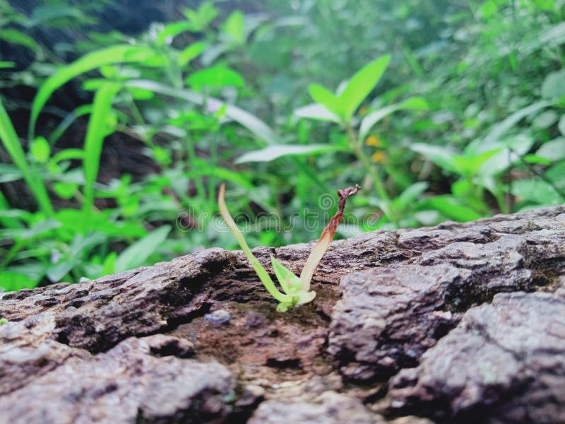 The Grass Growing on the Tree is so Cute and Cute in Nature Liar Stock ...