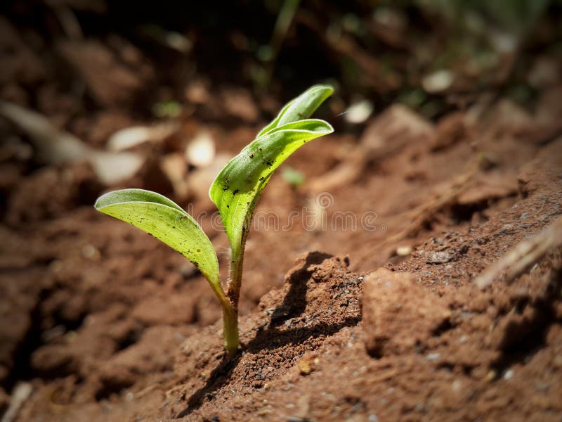 Weed Growing from Soil Closeup Stock Image - Image of bright, stem ...