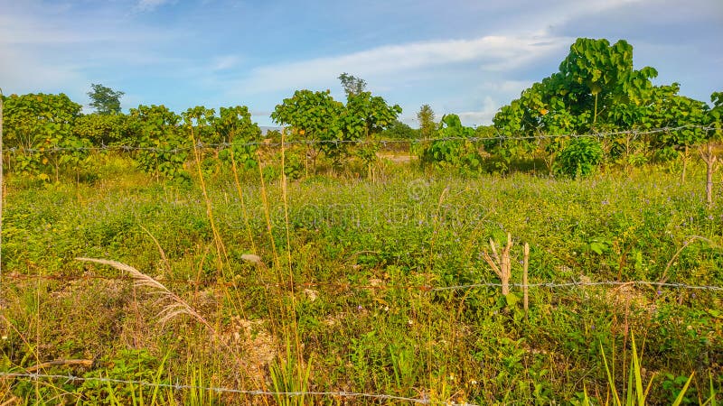 Grass Grows Abundantly on Abandoned Plantation Land Stock Photo - Image ...