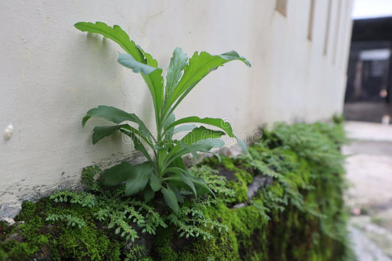 Grass Grows Along the Stone Foundation Editorial Image - Image of plant ...