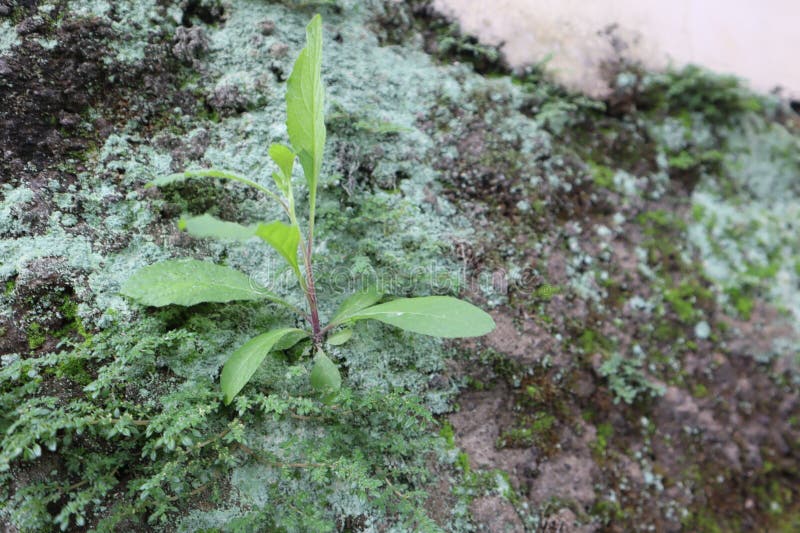 Grass Grows Along the Stone Foundation Stock Photo - Image of garden ...