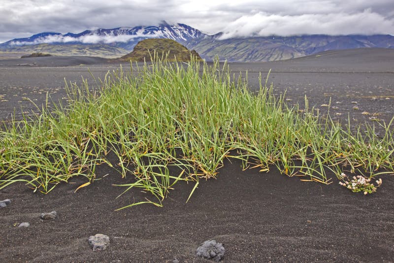 Grass Grows on Black Volcanic Sand Against the Background of Mountains ...