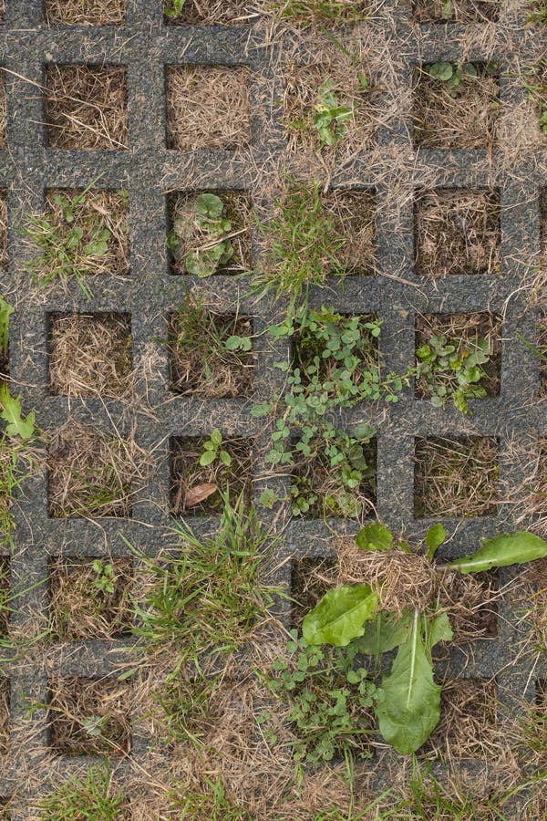 Grass Grows in the Box Sidewalk Stock Photo - Image of pavement, garden ...