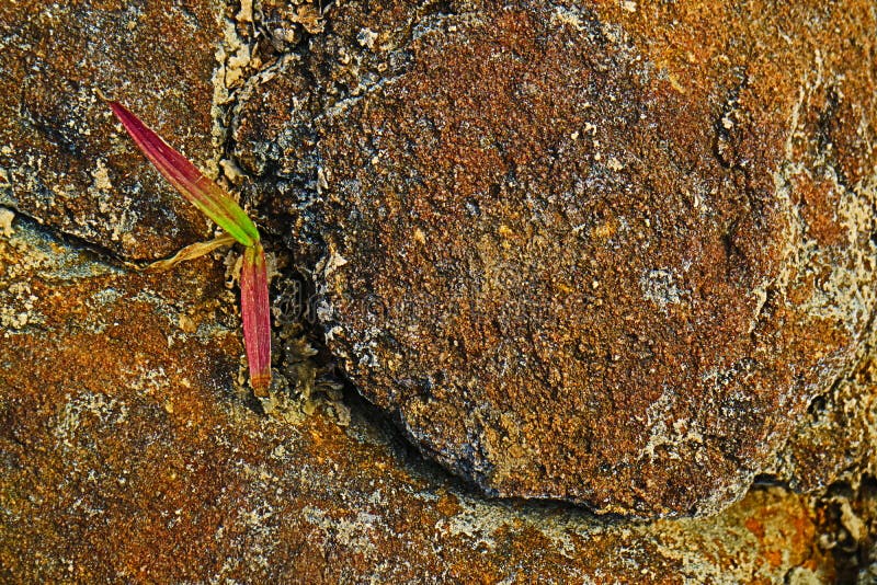 Grass on rock stock image. Image of summer, grows, outdoor - 182423887