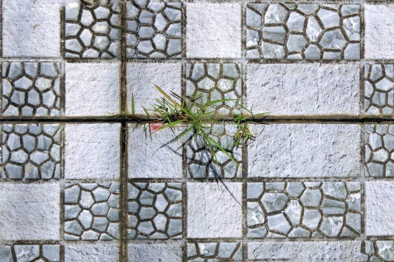 Grass Grows between the Ceramic Floor Tiles Stock Photo - Image of ...