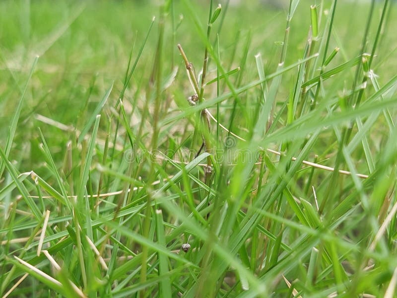 The Grass that Grows in the Field is Very Dense and Fertile Stock Photo ...