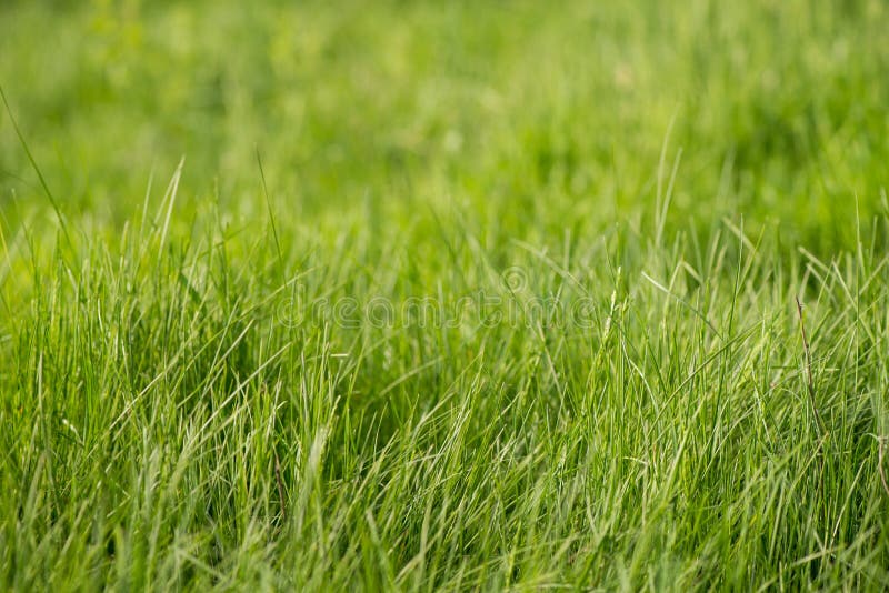 Grass Grows. Green Grass. Spring Grass Stock Image - Image of easter ...