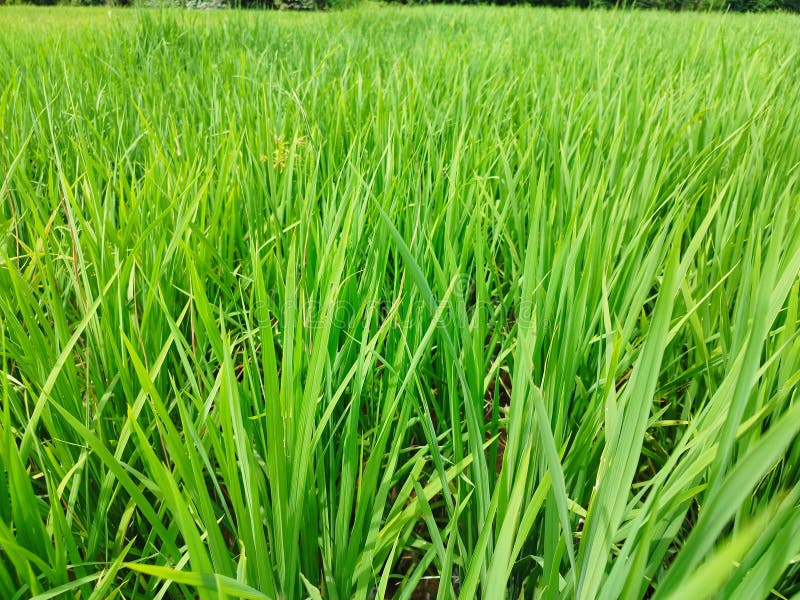 Grass that Grows in Indonesian Rice Fields Stock Image - Image of ...