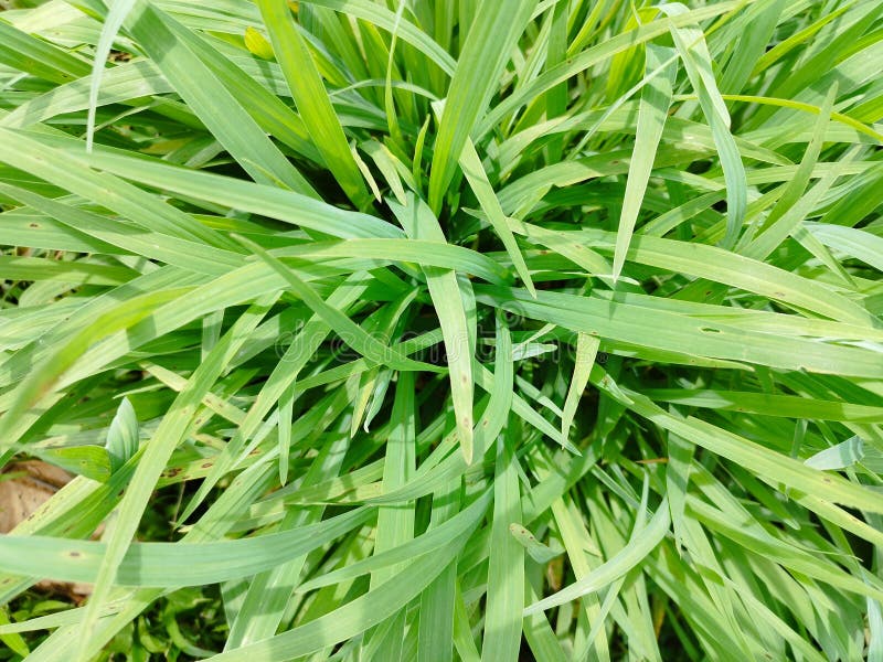 Grass that Grows in Indonesian Rice Fields Stock Photo - Image of shrub ...